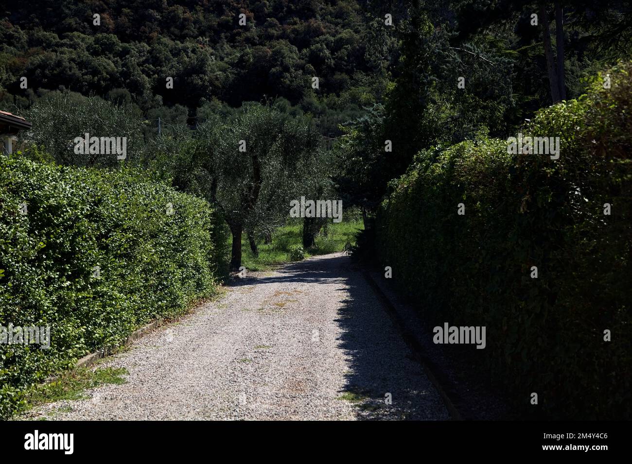 Climbing side road bordered by olive tree plantations in summer Stock ...