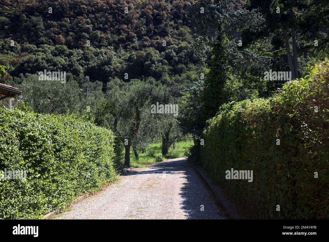 Climbing side road bordered by olive tree plantations in summer Stock ...