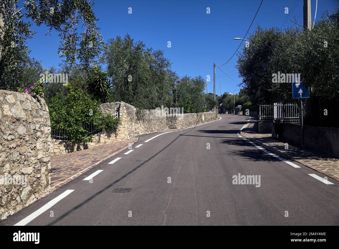 Main road bordered by olive tree plantations in late summer Stock Photo ...
