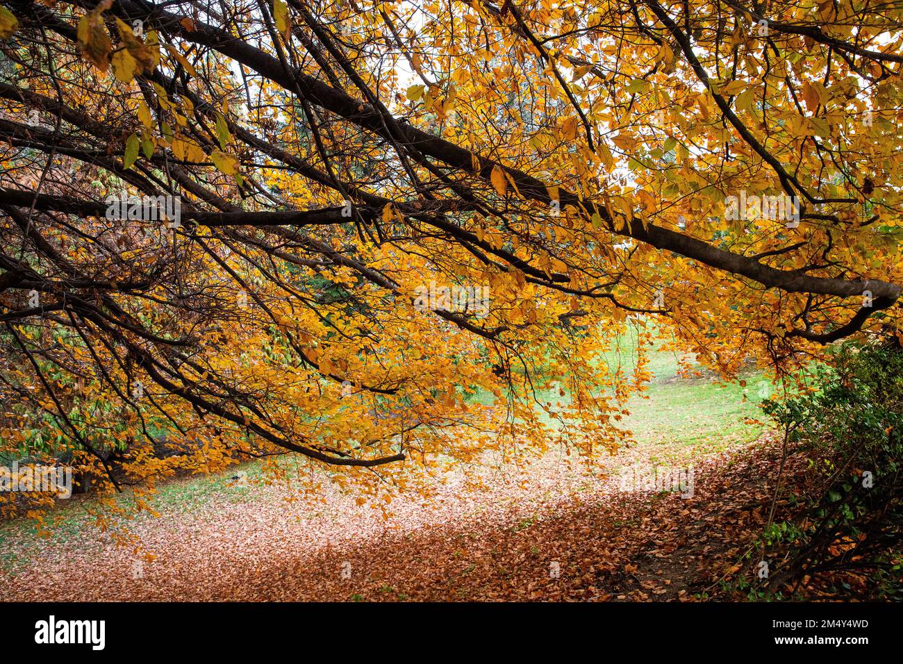 Autumn Leaf color - orange leaves of some tree maybe linden with good ...