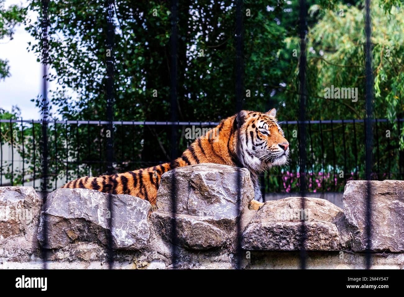 A closeup of a Siberian tiger in a zoo under the sunlight with a blurry ...