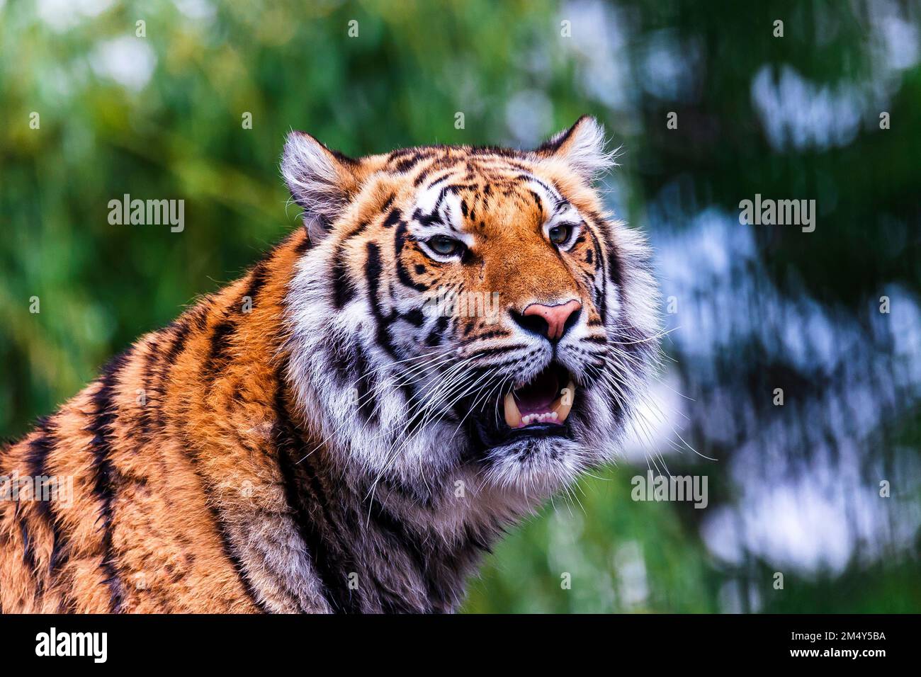 A closeup of a Siberian tiger in a zoo under the sunlight with a blurry ...