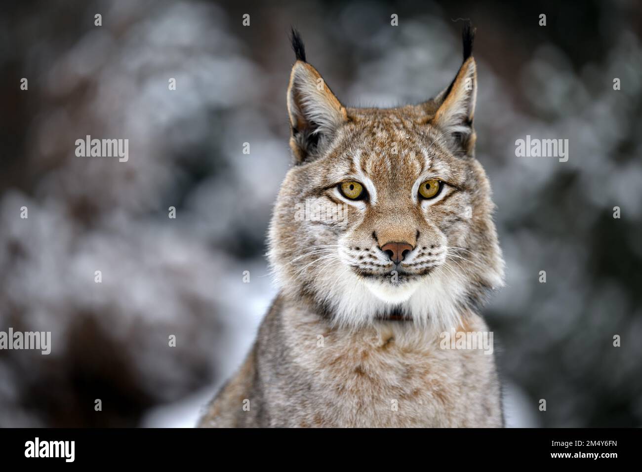 A lynx at the edge of the forest inspects the newly fallen snow Stock ...