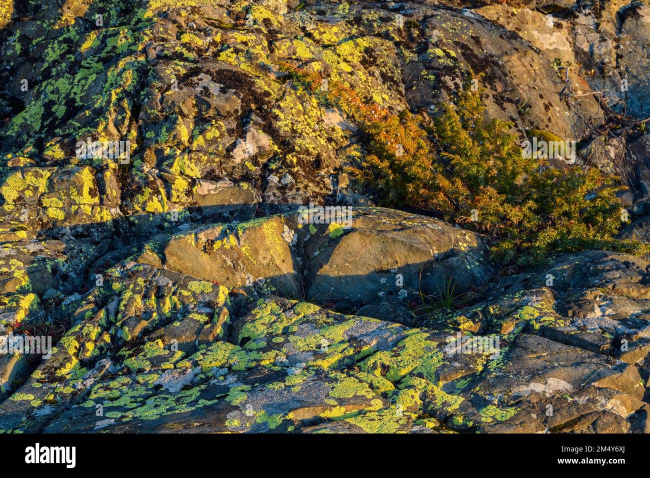 Lichen covered Lake Superior Rocks with juniper, Rock Island Lodge ...