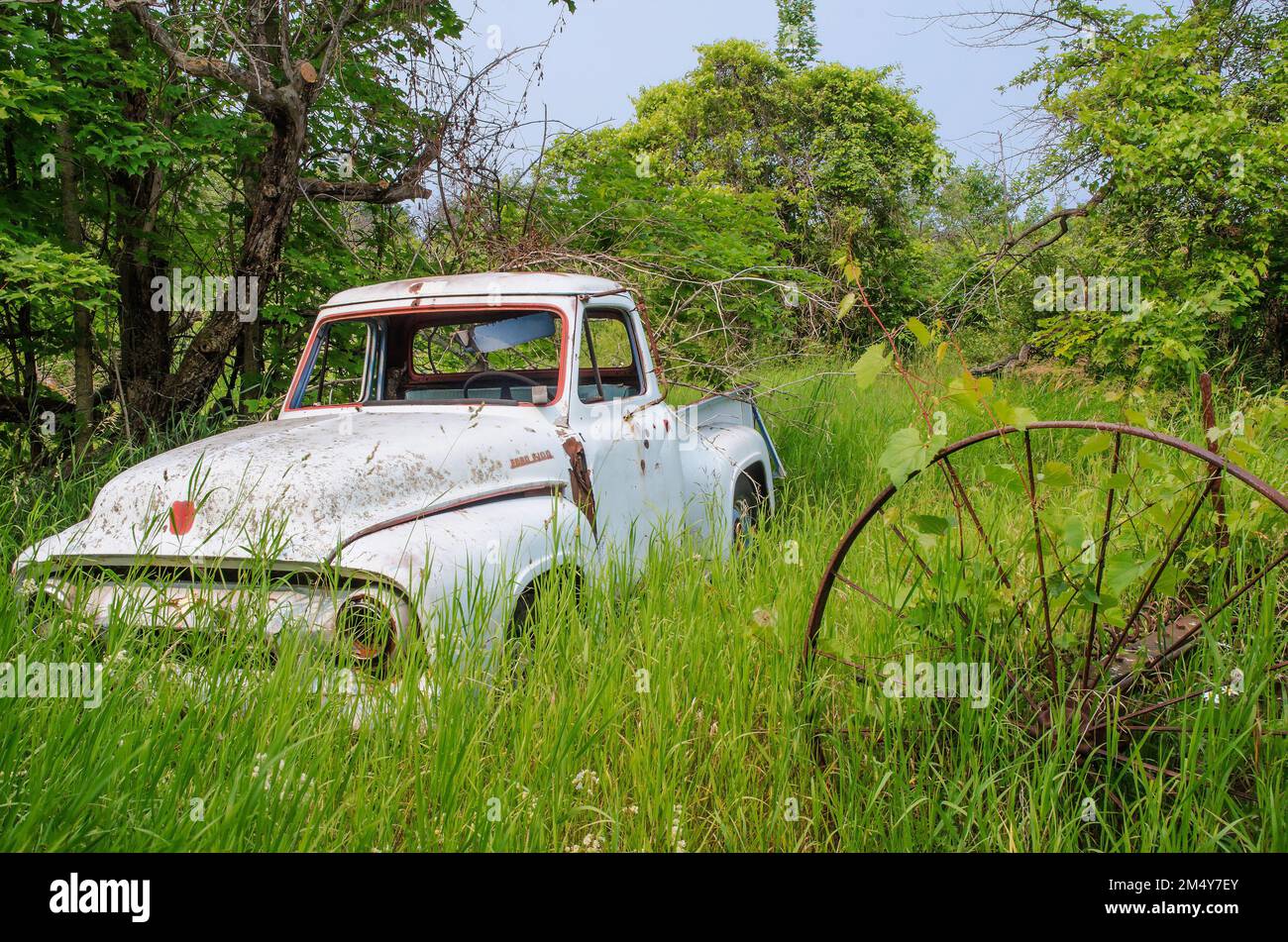 An old Ford truck is being reclaimed by nature in a meadow along with ...