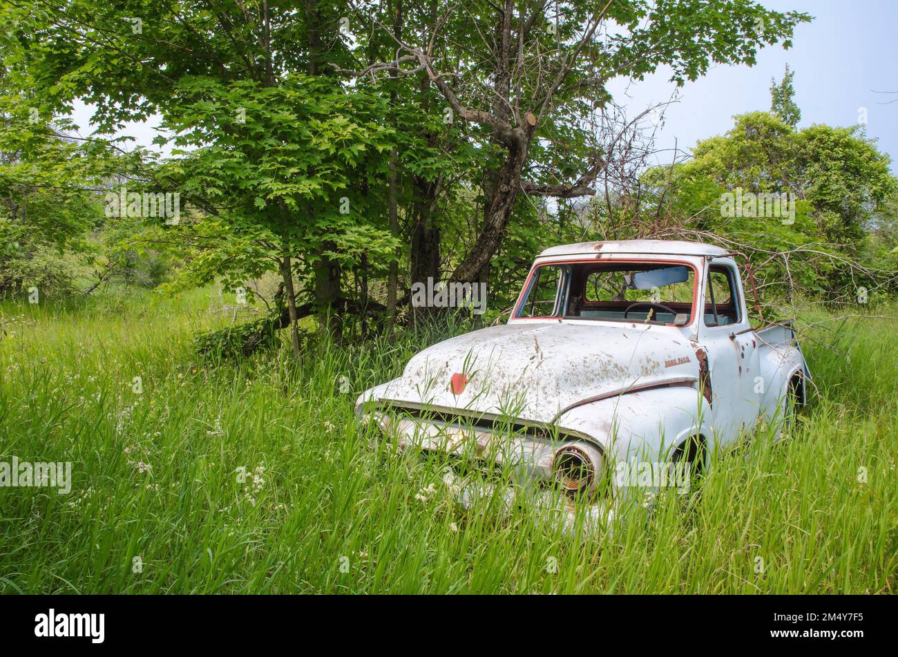 An old Ford truck is being reclaimed by nature in a meadow along with ...