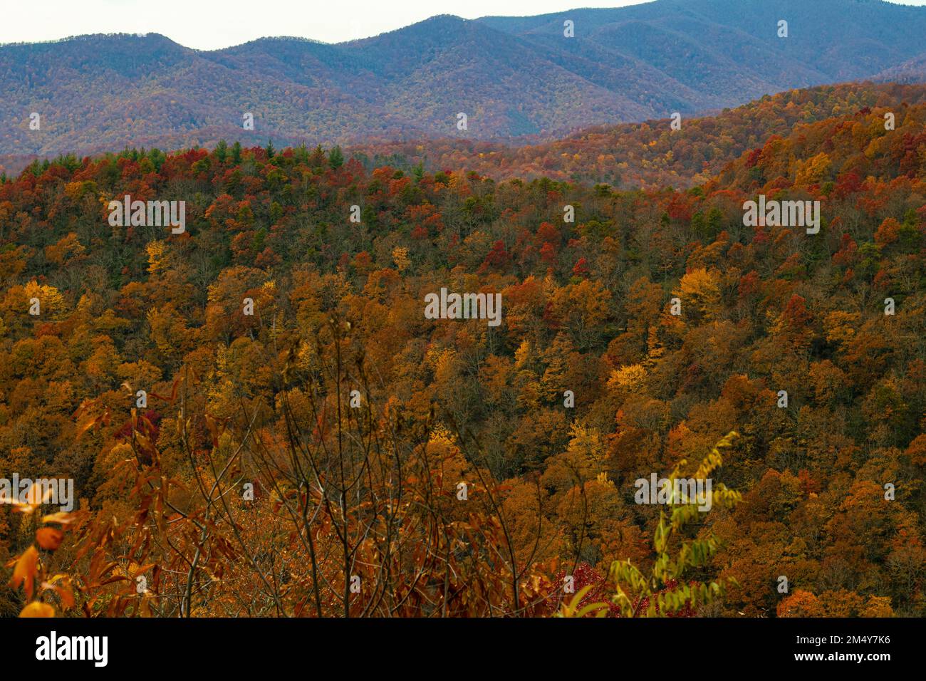 Fall Full of Trees Stock Photo - Alamy