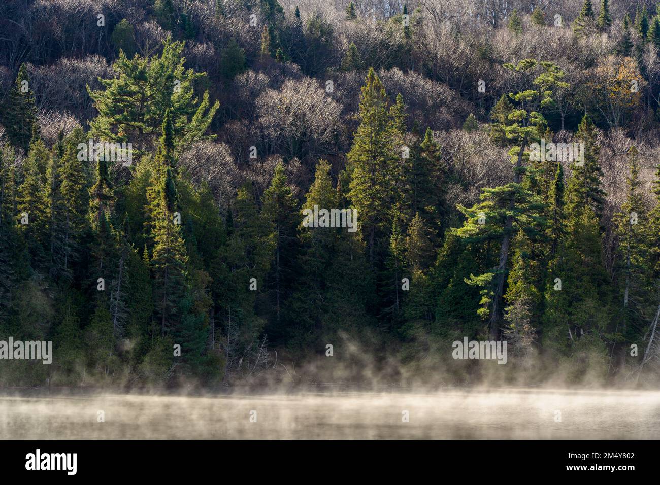 Morning mists in the boreal forest, Baby Lake, Lake Superior Provincial ...