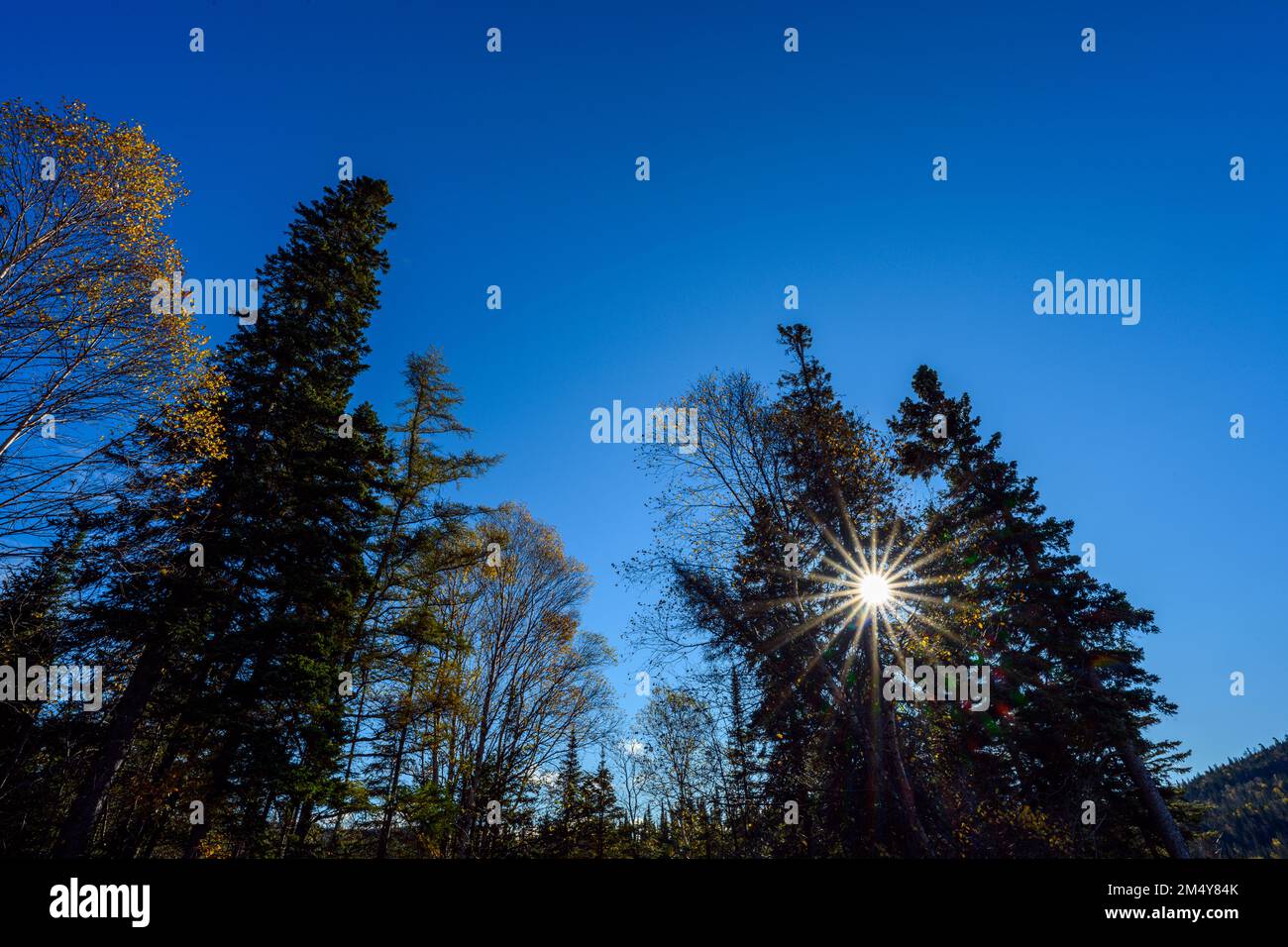 Spruce trees near the beach of Old Woman Bay, Lake Superior Provincial ...