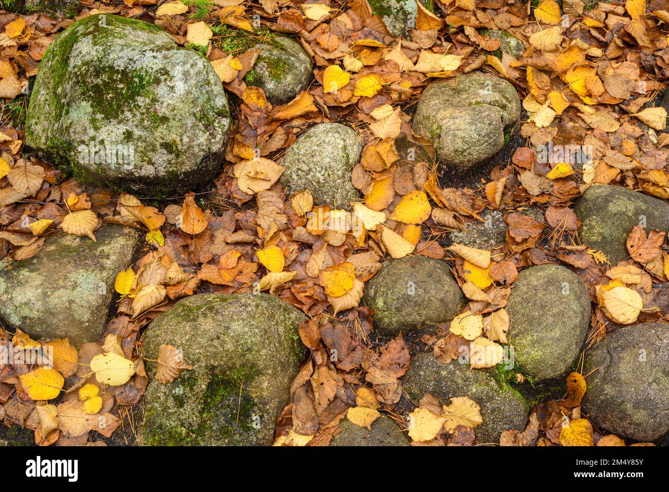 Fallen leave in autumn, the forest floor, Lake Superior Provincial Park ...
