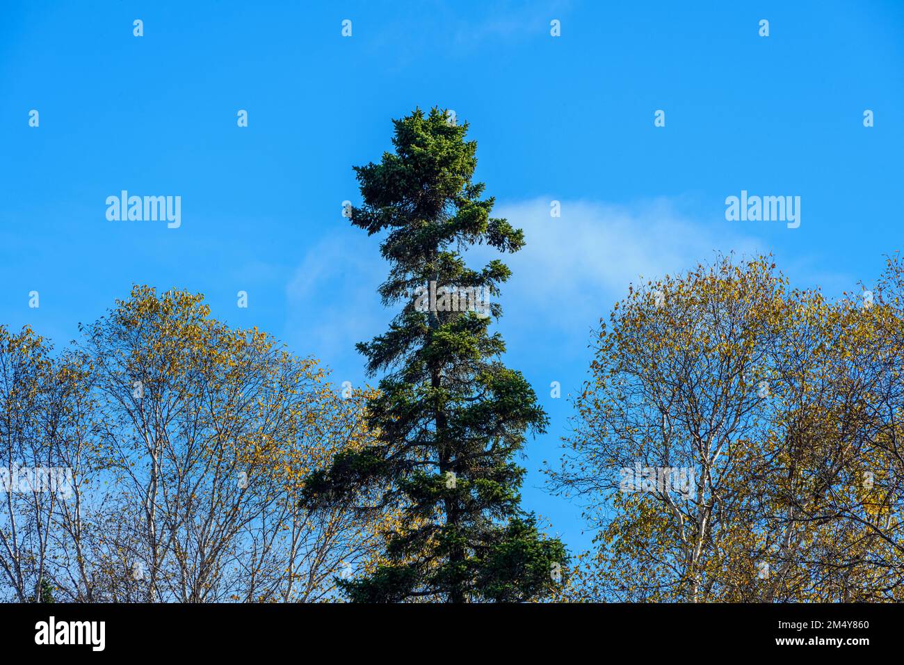 Spruce trees near the beach of Old Woman Bay, Lake Superior Provincial ...