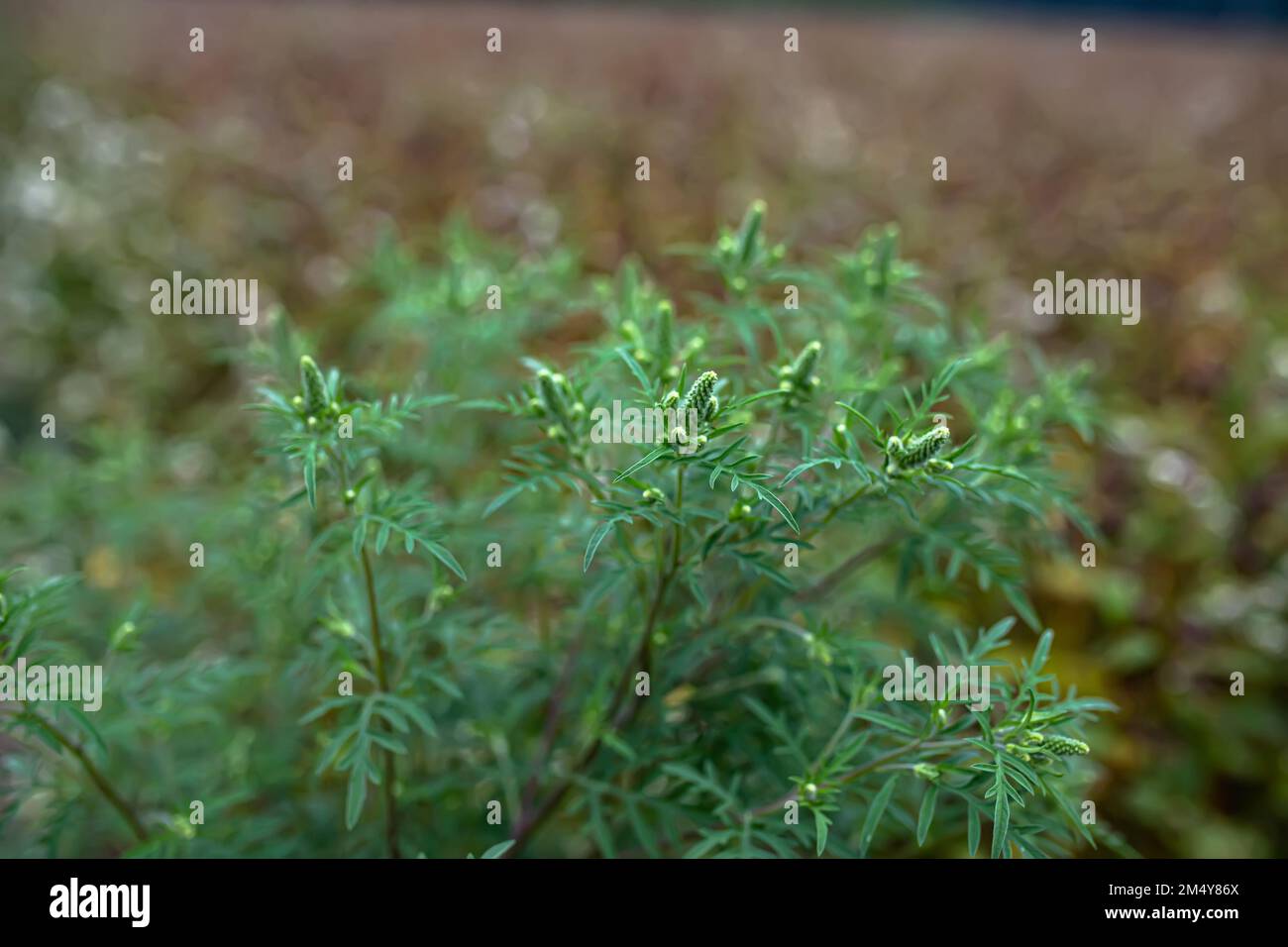 Blooming Ambrosia artemisiifolia is a dangerous allergenic plants. weed ...