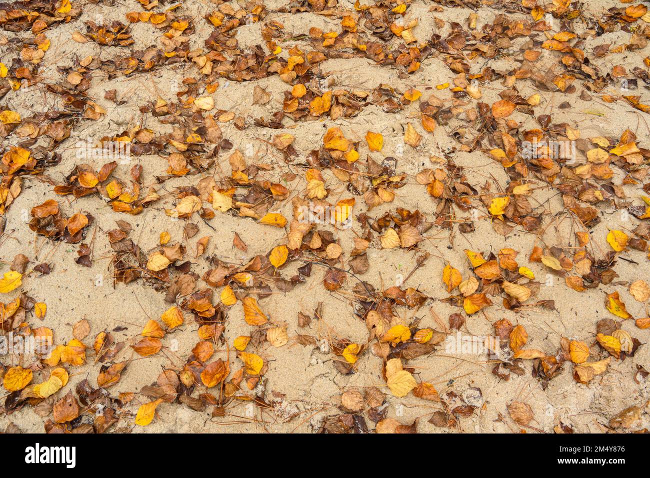 Sandy beach and fallen autumn leaves at Katherine Cove, Lake Superior ...