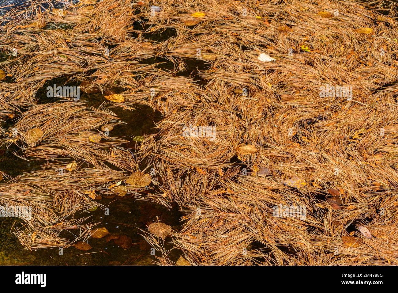 Vernal pool with fallen pine needles, Lake Superior Provincial Park ...