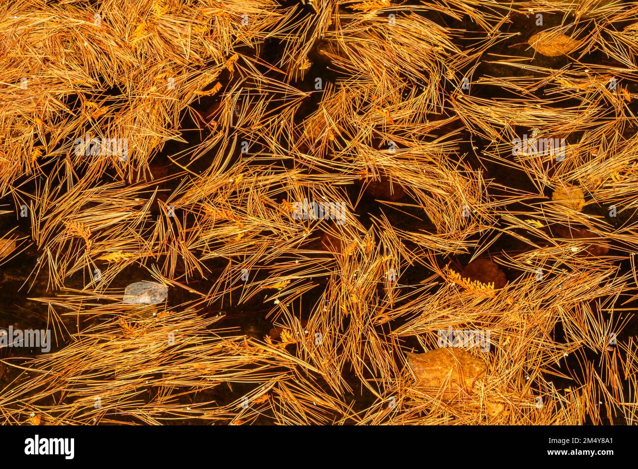 Vernal pool with fallen pine needles, Lake Superior Provincial Park ...