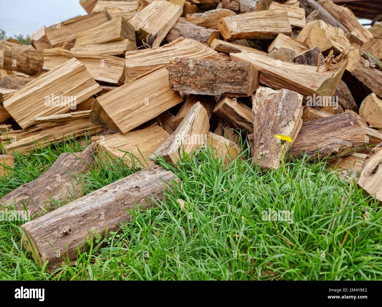 Chopped down tree trunks, firewood stacked in a storage yard, for ...