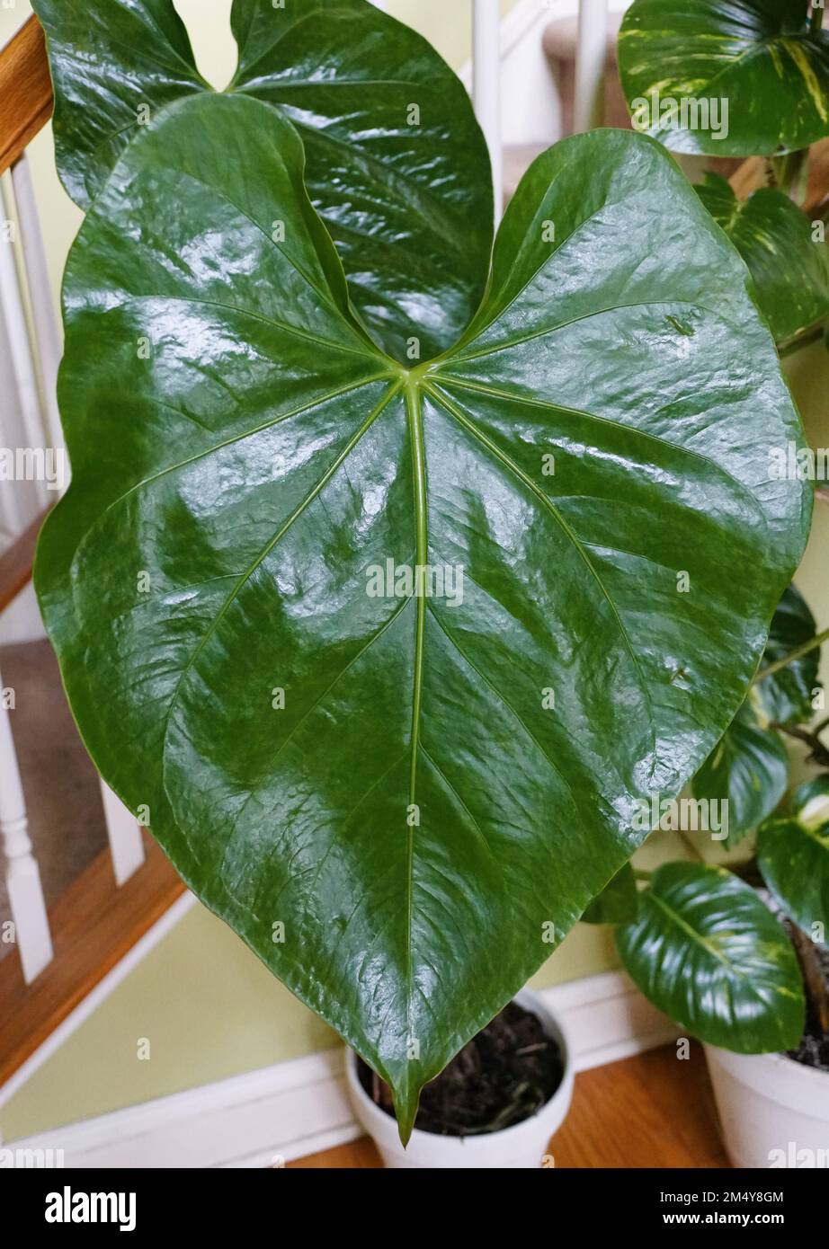 Beautiful shiny and large leaf of Anthurium Faustomirandae, a rare ...