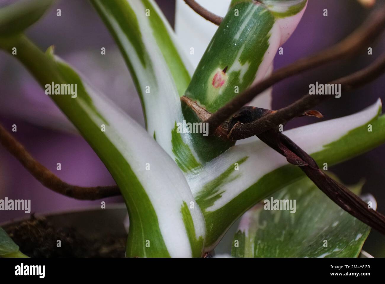 White and green variegated stem of Philodendron White Wizard, a rare ...