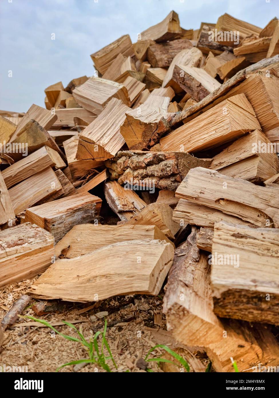 Chopped down tree trunks, firewood stacked in a storage yard, for ...