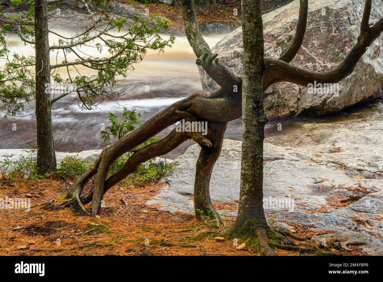 Shoreline cedar trees, the Sand River, Lake Superior Provincial Park ...