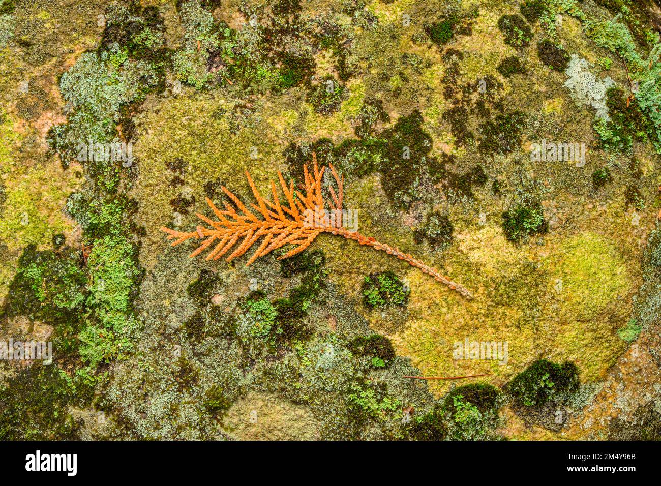 Woodland rock with lichen and fallen cedar leaf, Lake Superior ...