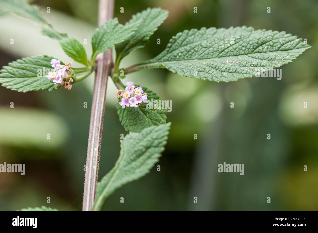 Lippia alba - Fresh leaves of soon relief medicinal plant Stock Photo ...