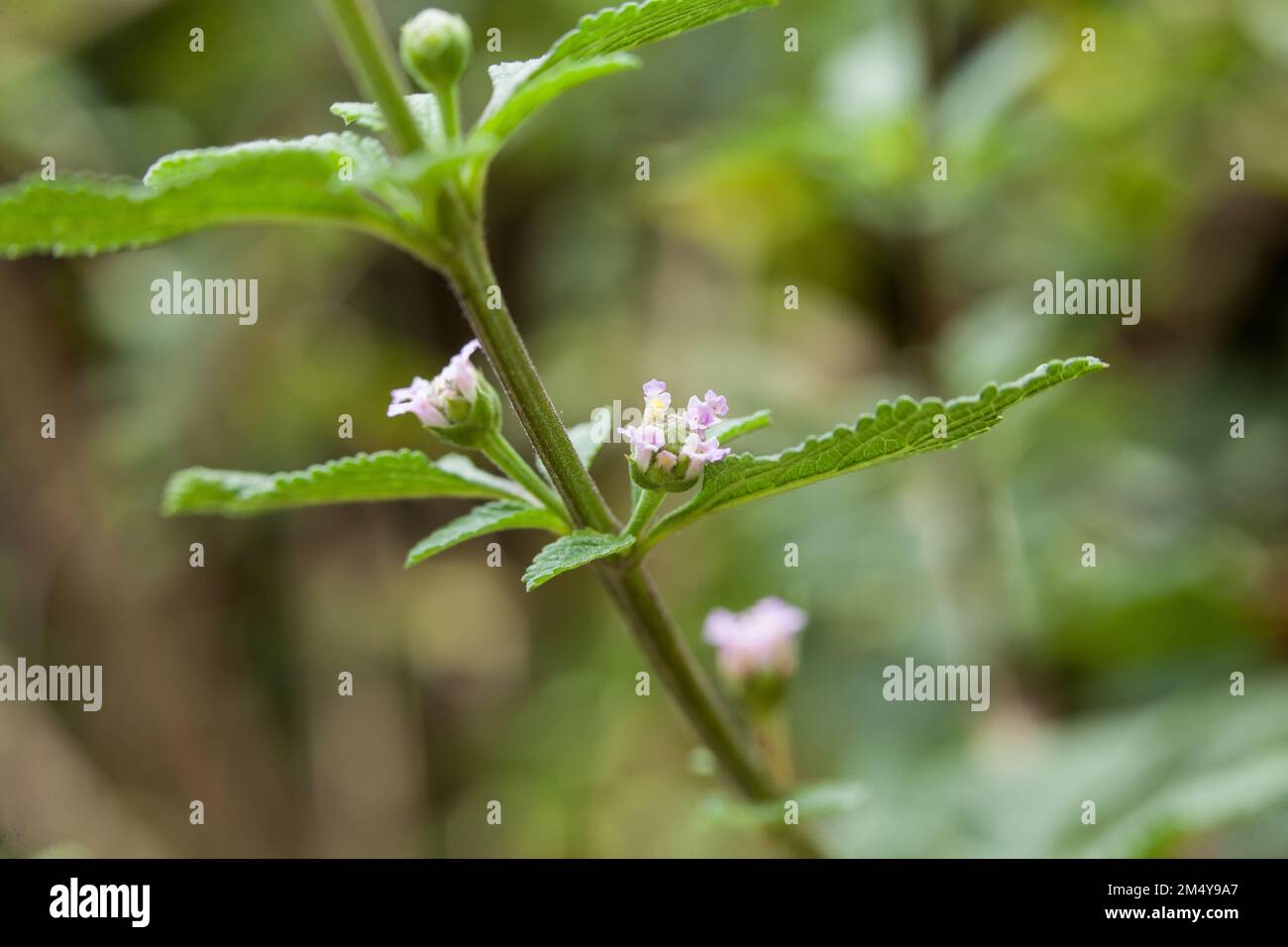 Lippia alba - Fresh leaves of soon relief medicinal plant Stock Photo ...