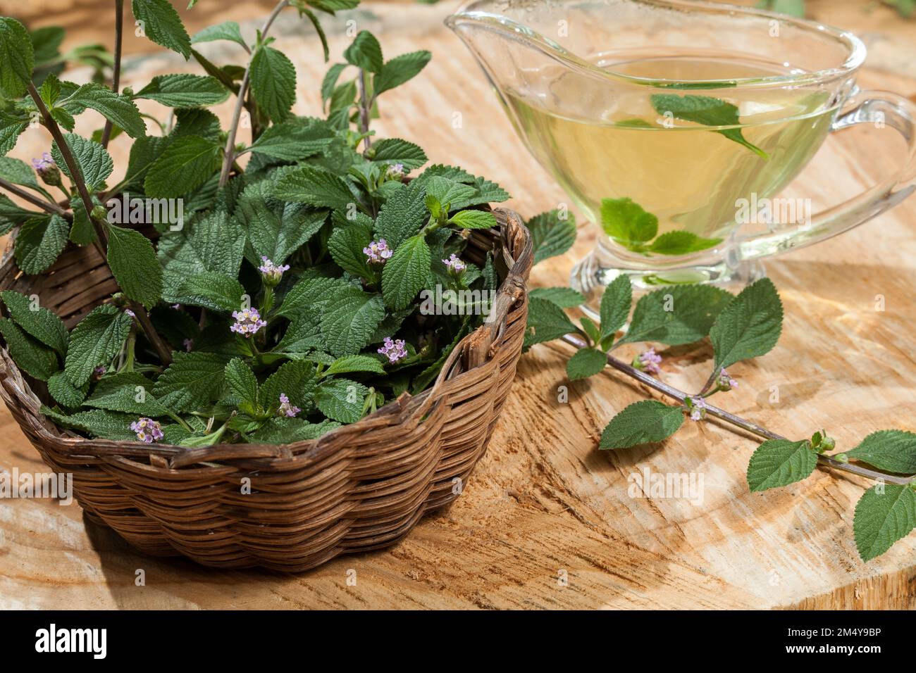 Lippia alba - Fresh leaves of soon relief medicinal plant Stock Photo ...