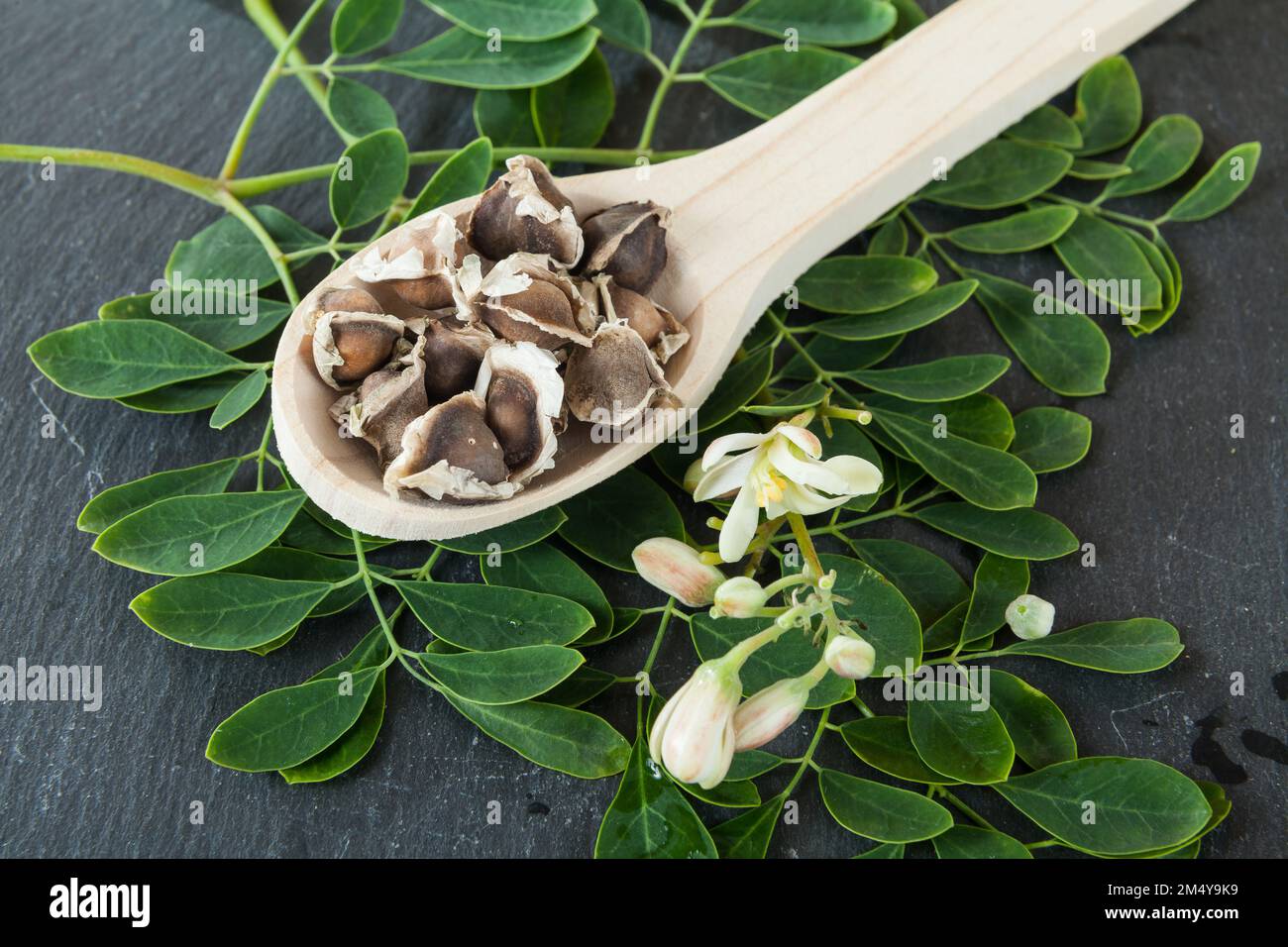 Drumstick moringa oleifera seeds hi-res stock photography and images ...