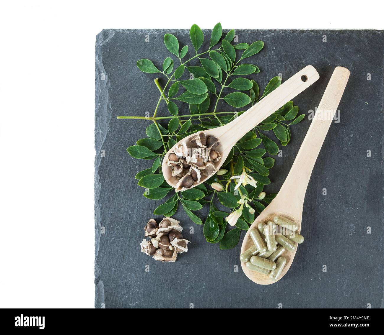 the tree of life-Moringa oleifera medicinal plant Stock Photo - Alamy