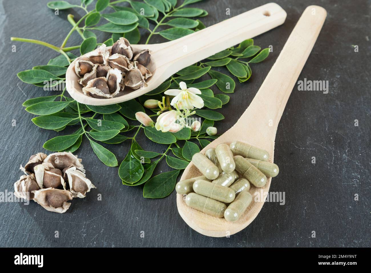 the tree of life-Moringa oleifera medicinal plant Stock Photo - Alamy