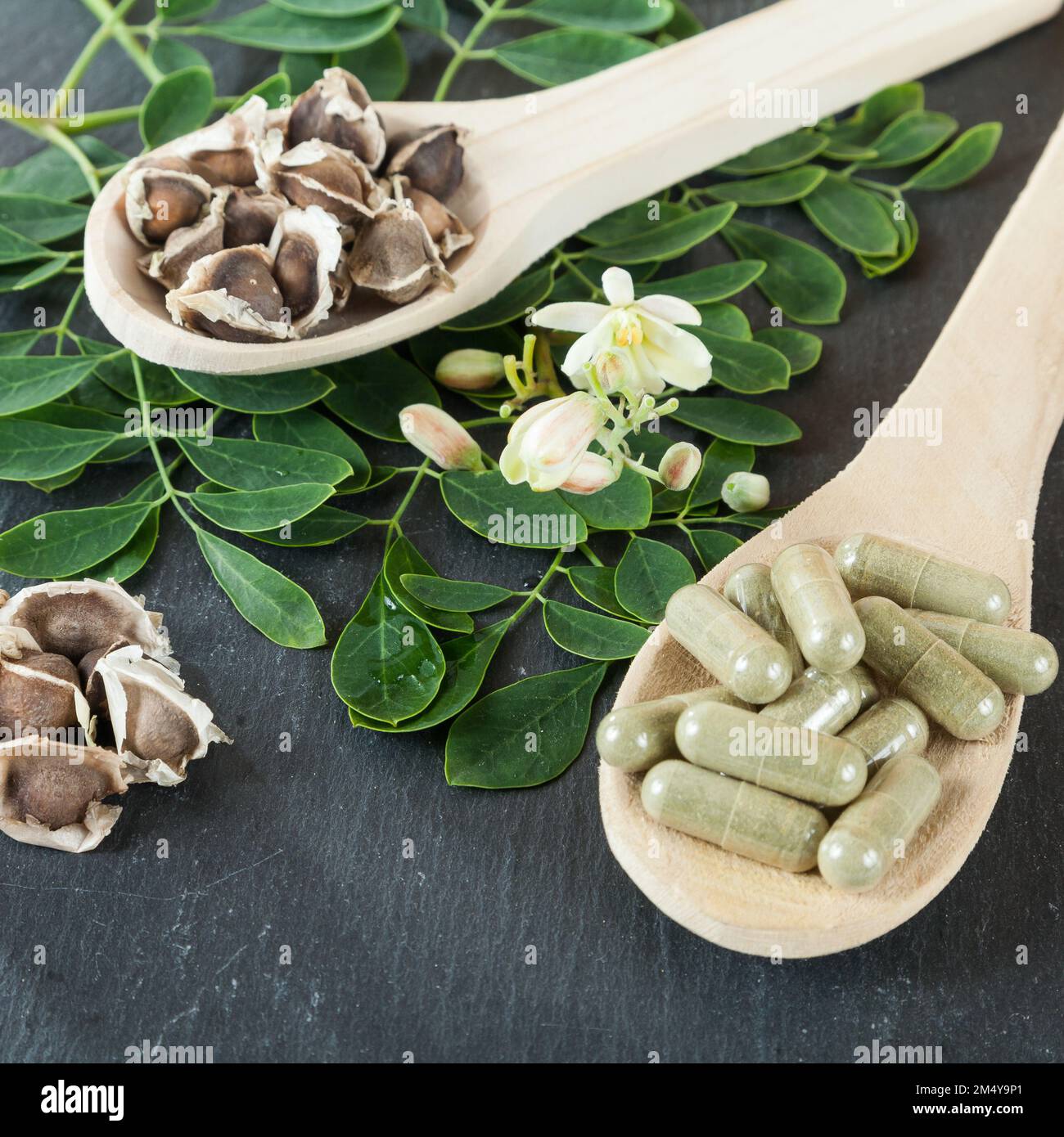 the tree of life-Moringa oleifera medicinal plant Stock Photo - Alamy