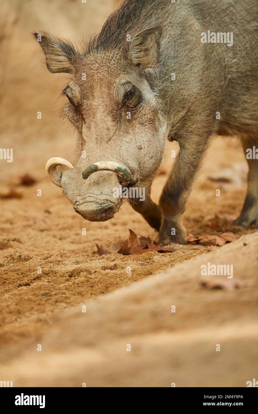 Warthogs looking into camera hi-res stock photography and images - Alamy