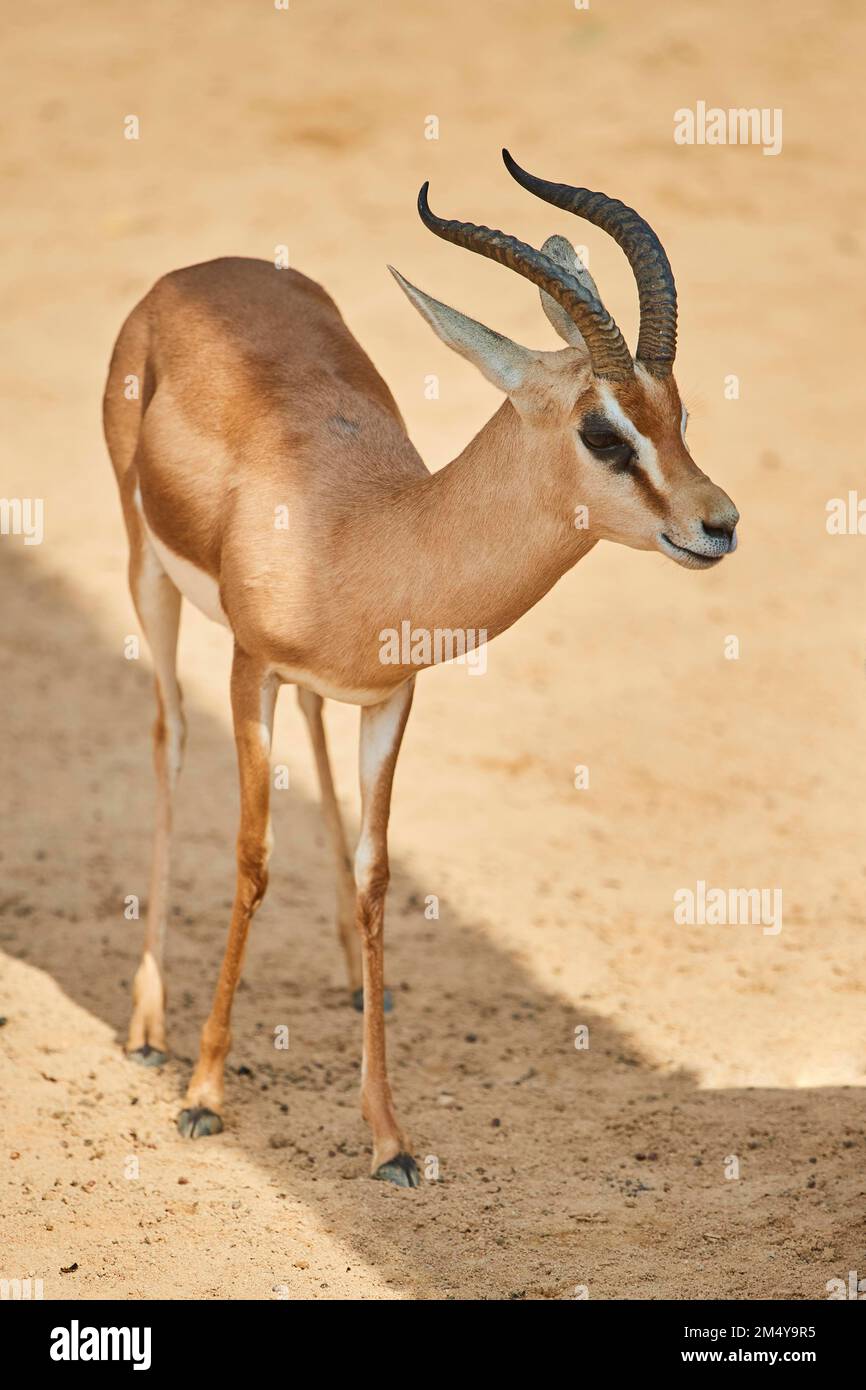 Springbok (Antidorcas marsupialis) standing in the dessert, captive ...
