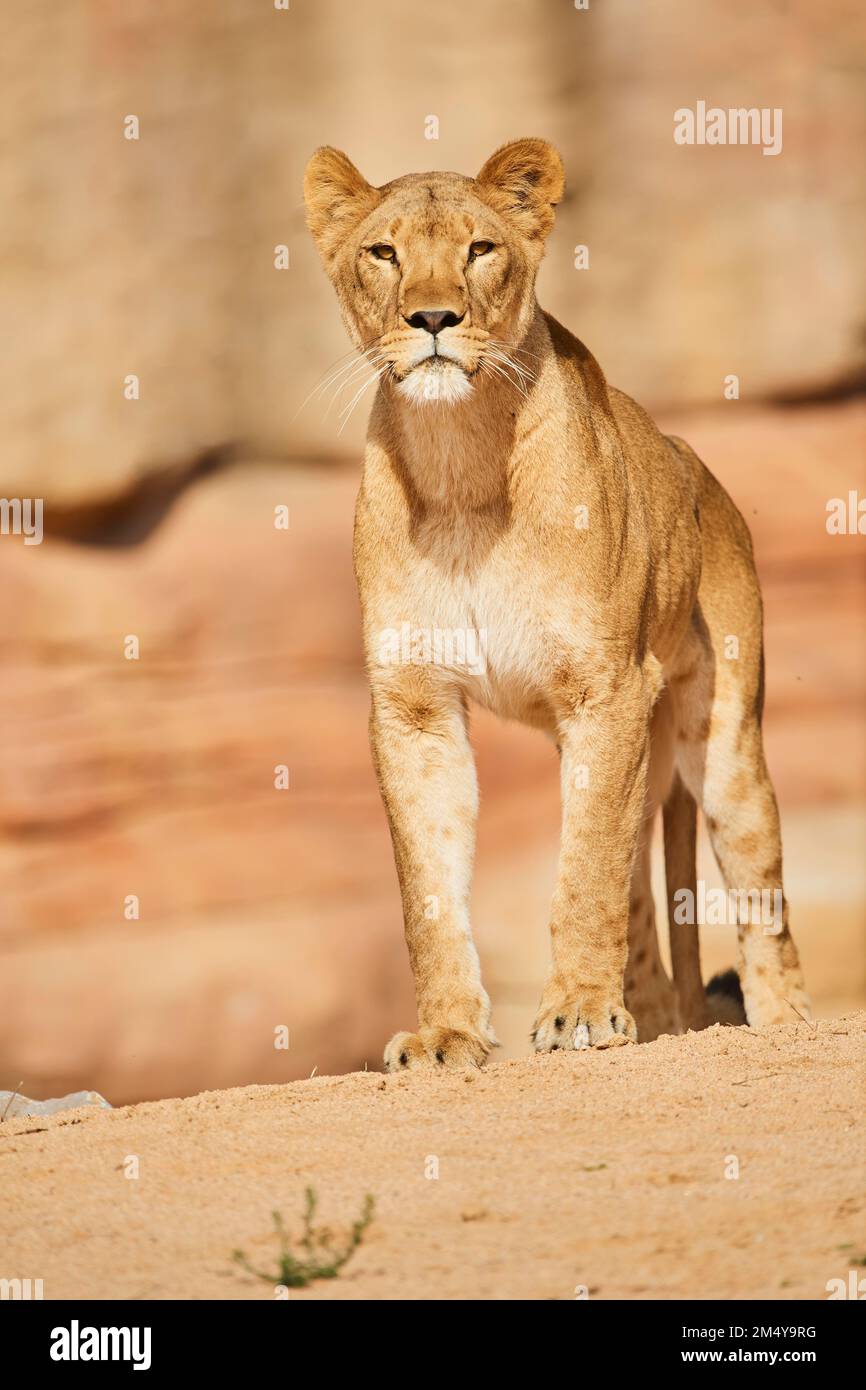 Female Lion (Panthera leo), standing on the ground on a sunny day ...
