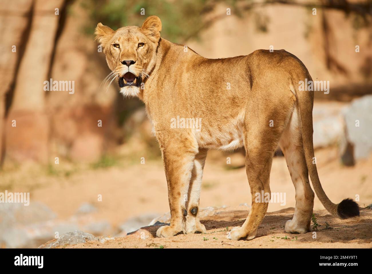 Female Lion (Panthera leo), standing on the ground on a sunny day ...