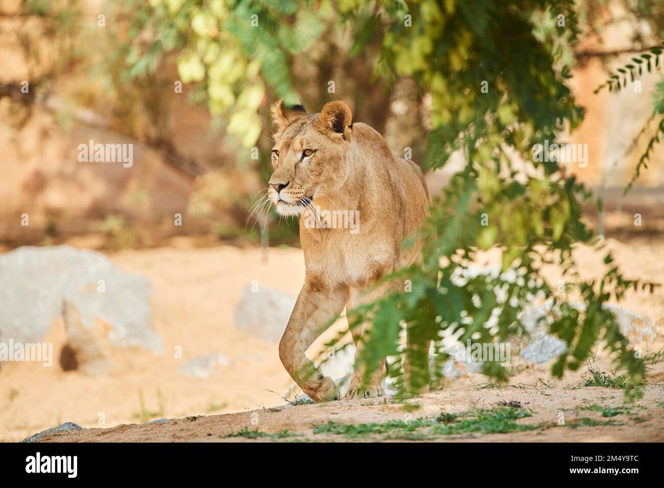 Female Lion (Panthera leo), standing on the ground on a sunny day ...