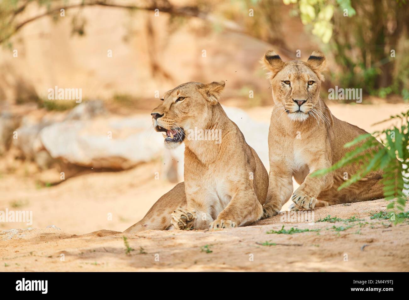 Two female Lions (Panthera leo), lying in the shadow on a sunny day ...