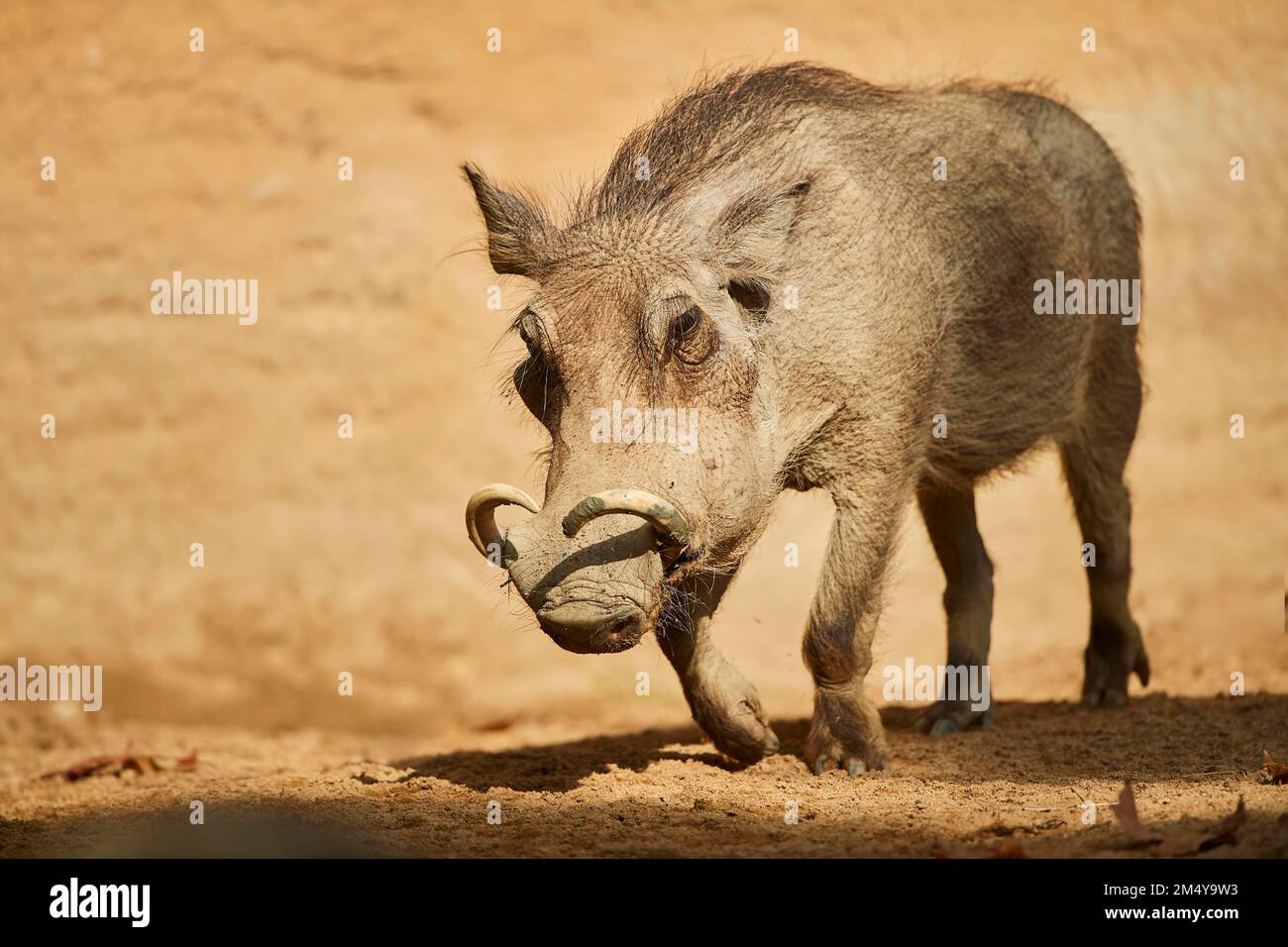 Common warthog (Phacochoerus africanus), walking in the dessert ...