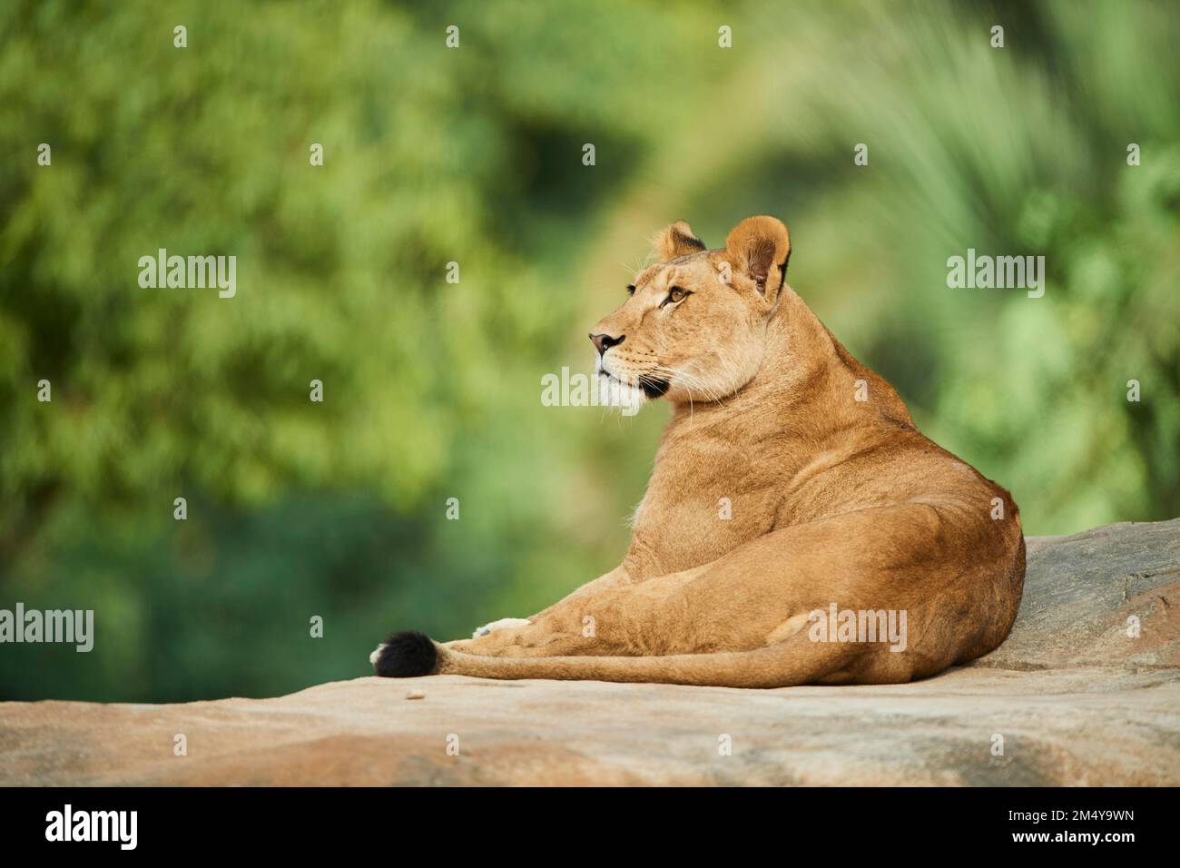 Female Lion (Panthera leo), lying on a rock, captive, distribution ...