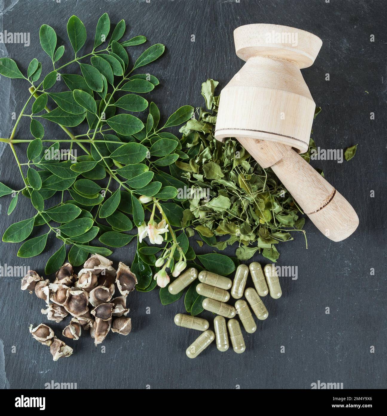 the tree of life - Moringa oleifera medicinal plant Stock Photo - Alamy