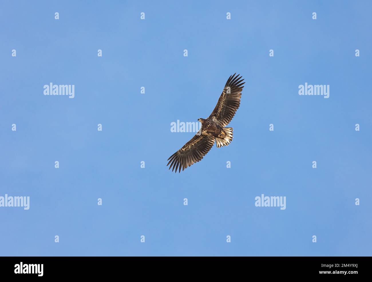 closeup of a juvenile white-tailed eagle (Haliaeetus albicilla) in ...
