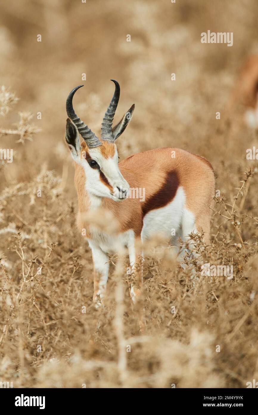 Springbok (Antidorcas marsupialis) standing in the dessert, captive ...
