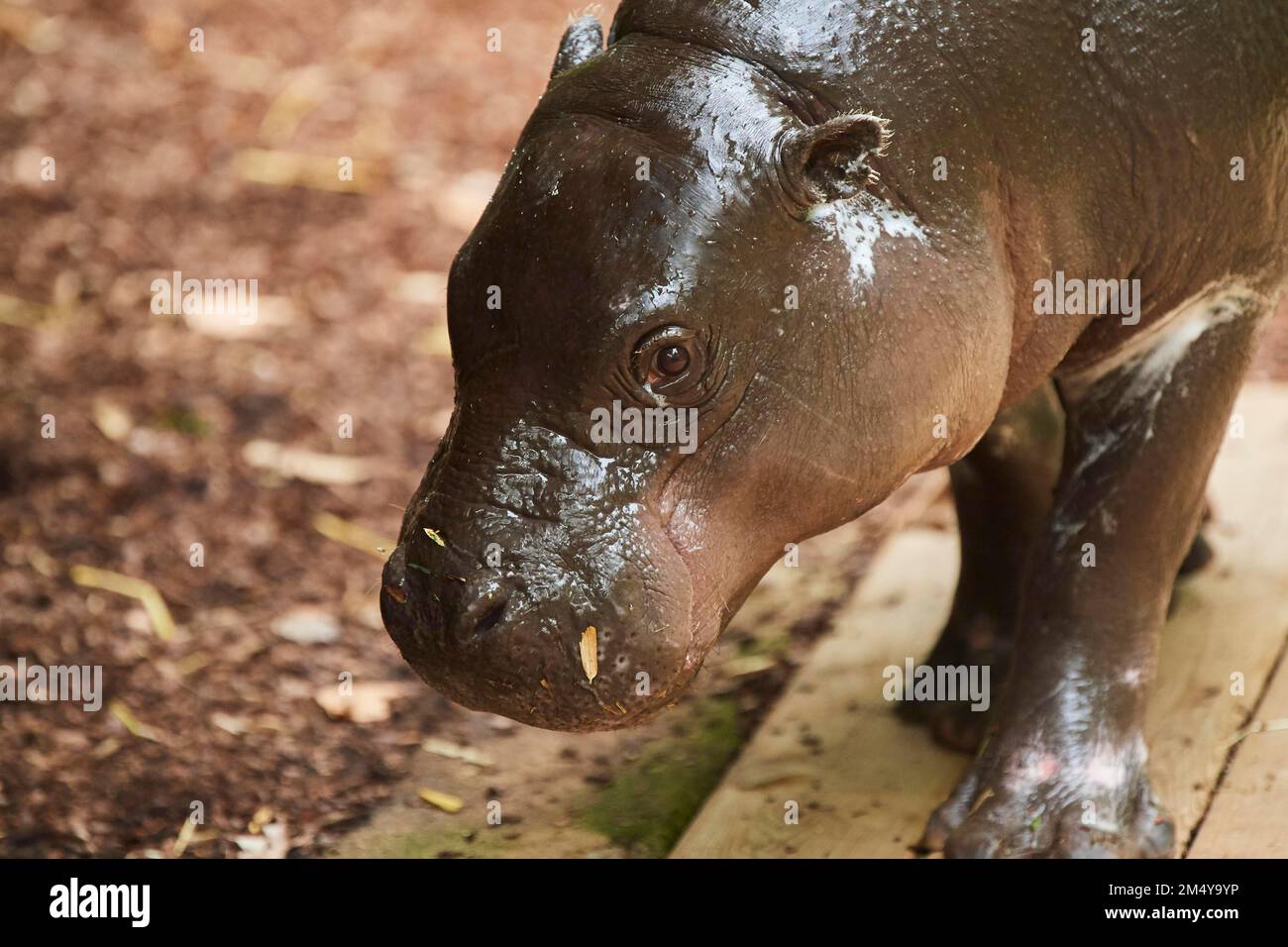 Pygmy hippopotamus (Choeropsis liberiensis), portrait, captive, Spain ...