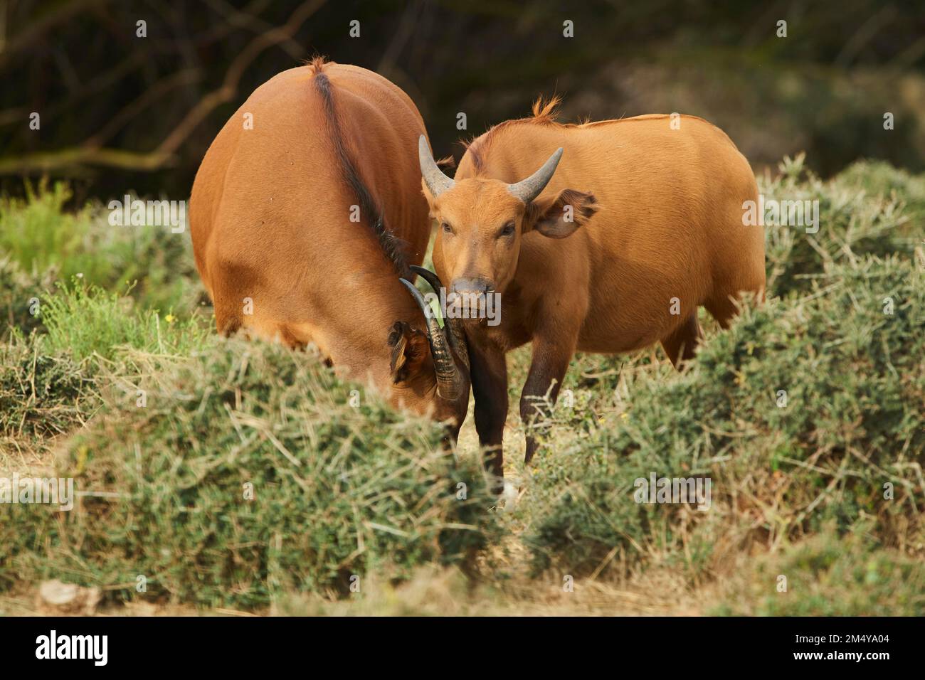 Forest buffalo (Syncerus caffer nanus) in the dessert, captive ...