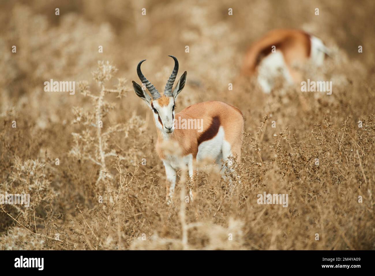 Springbok (Antidorcas marsupialis) standing in the dessert, captive ...