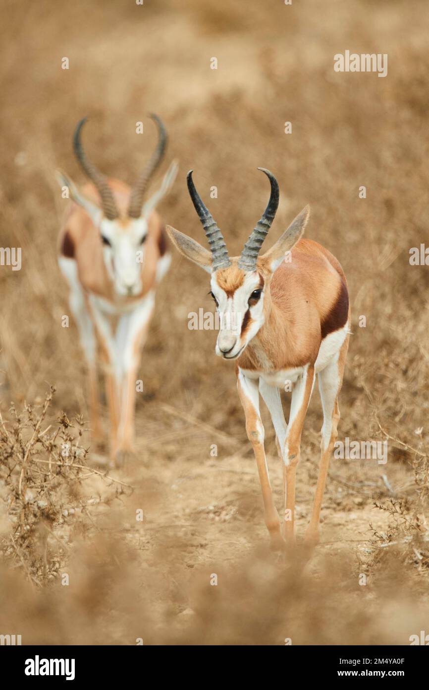 Springbok (Antidorcas marsupialis) standing in the dessert, captive ...