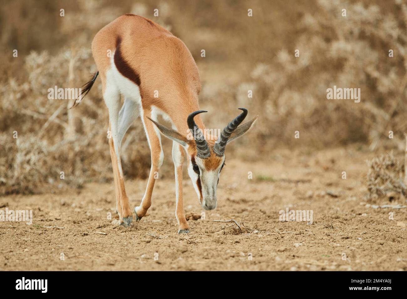 Springbok (Antidorcas marsupialis) standing in the dessert, captive ...