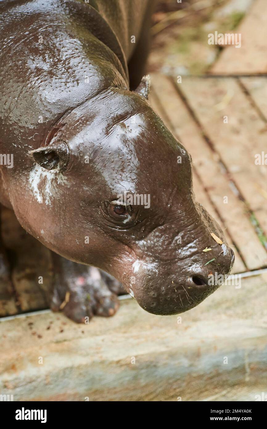 Pygmy hippopotamus (Choeropsis liberiensis), portrait, captive, Spain ...