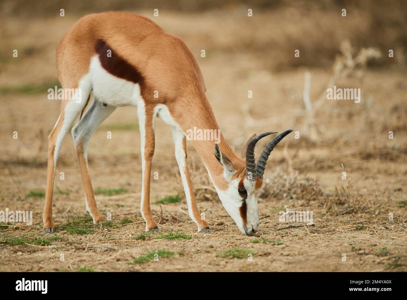 Springbok (Antidorcas marsupialis) standing in the dessert, captive ...